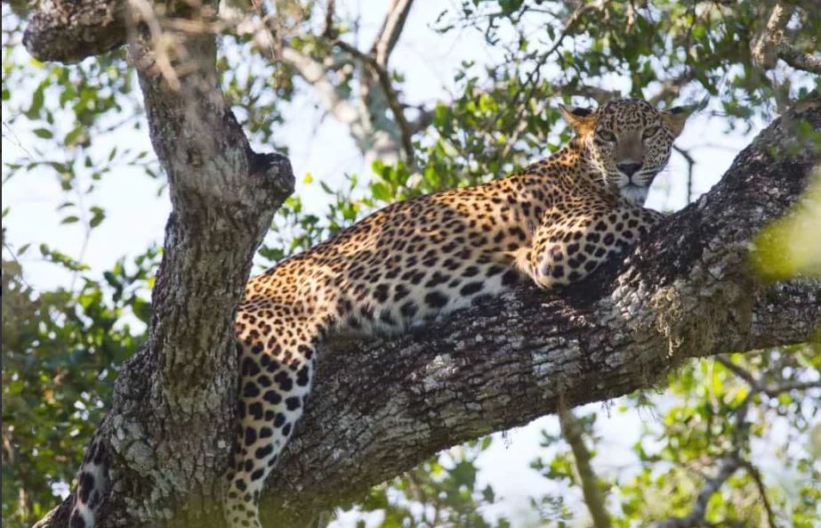 Discover Sri Lanka – Scenic train, Sigiriya & Yala Safari From €3,319 ...